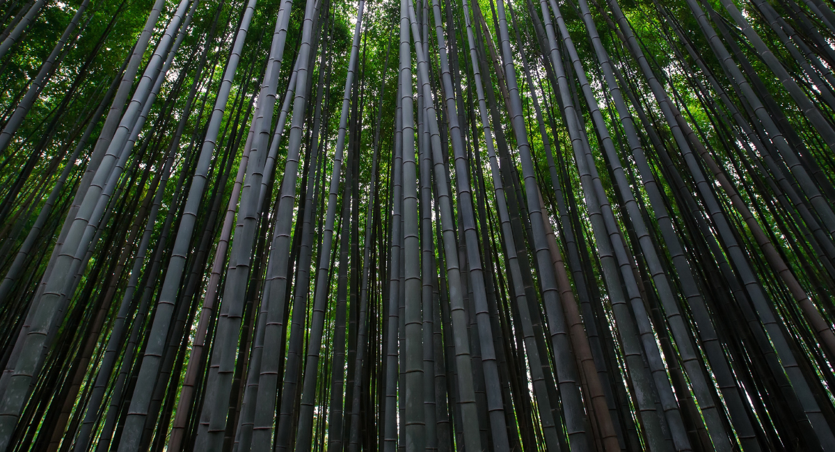 DOJO Training Manuals | DOJO Press